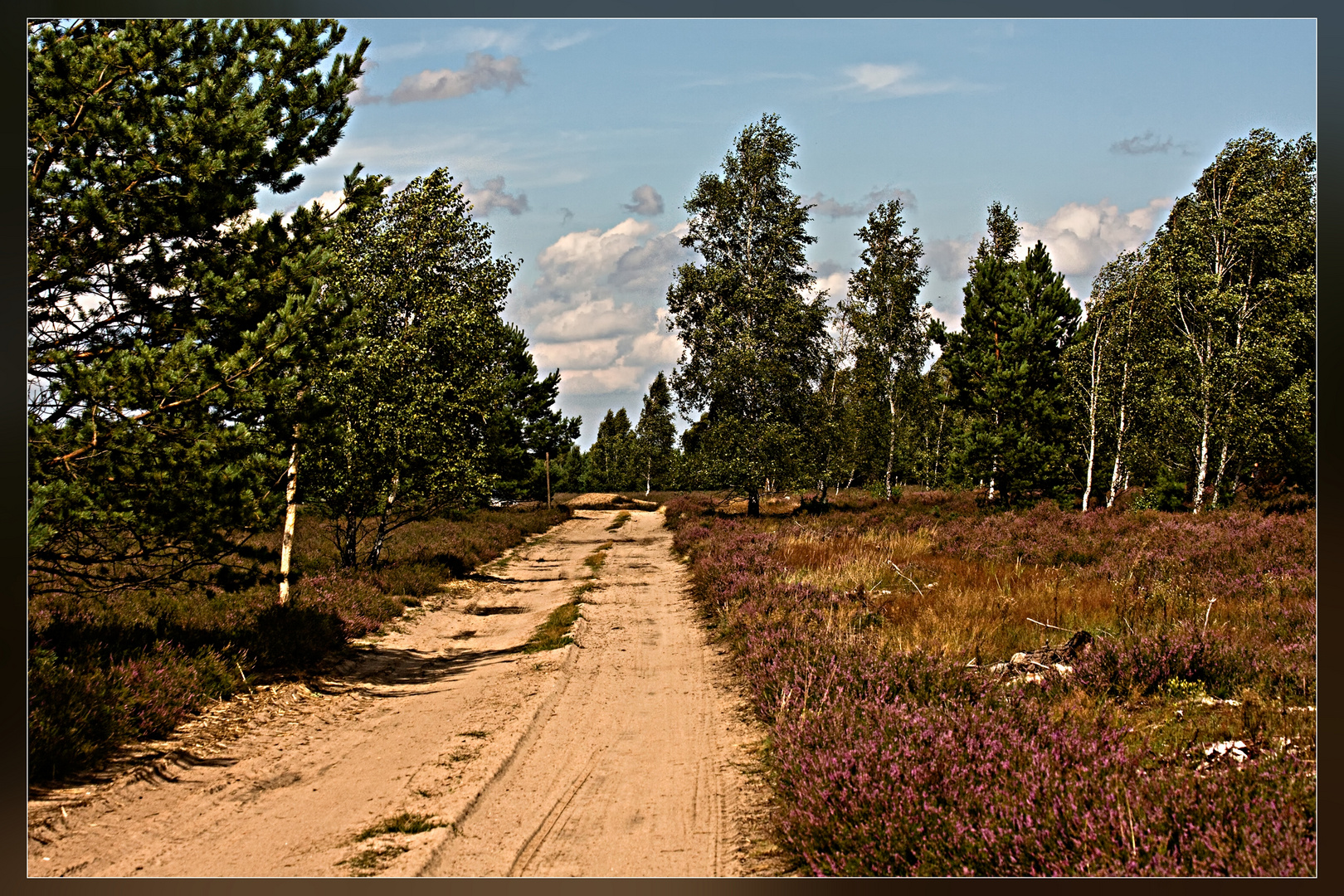 Heidelandschaft Foto & Bild | landschaft, heide, natur Bilder auf ...