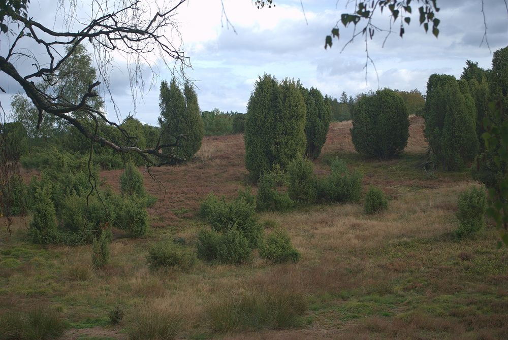 Heidelandschaft (2) Foto & Bild | landschaft, heide, natur Bilder auf ...