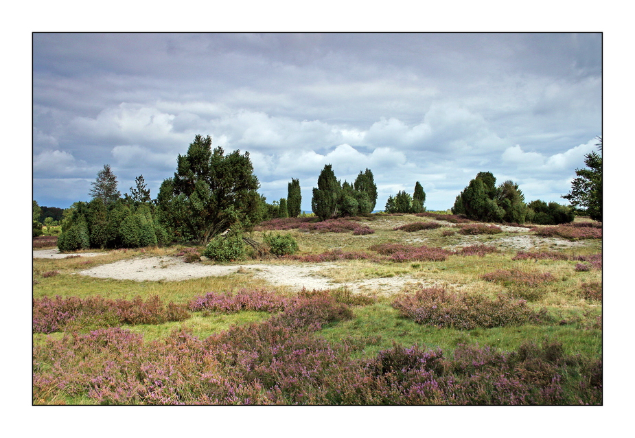 Heidelandschaft Foto & Bild | deutschland, europe, niedersachsen Bilder ...