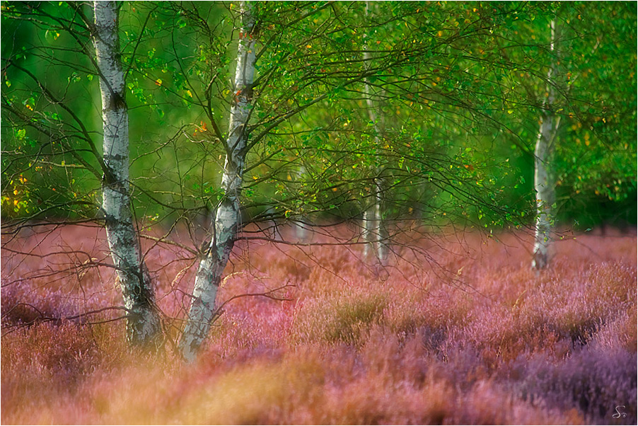 Heidelandschaft Foto & Bild | jahreszeiten, sommer, heide Bilder auf ...