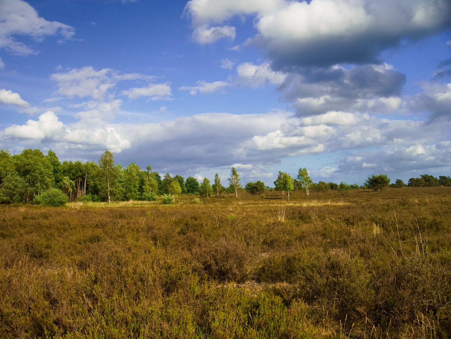 Heidelandschaft Foto & Bild | landschaft, heide, sommer Bilder auf ...