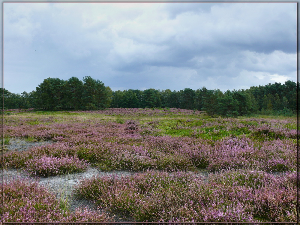 Heidelandschaft an der Thülsfelder Talsperre Foto & Bild | landschaft ...