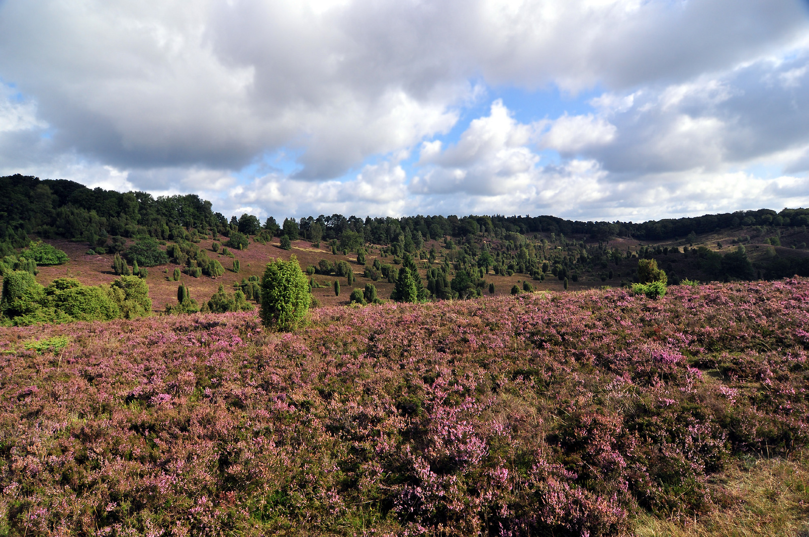 Heidelandschaft Foto & Bild | world, licht, himmel Bilder auf fotocommunity