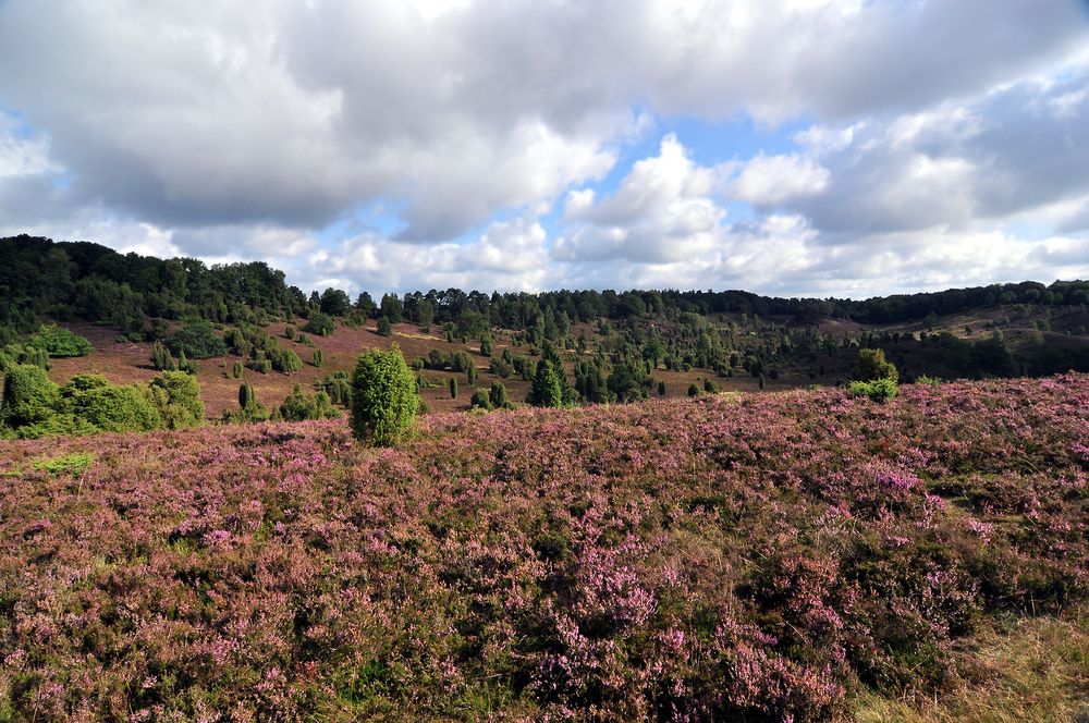 Heidelandschaft Foto & Bild | world, licht, himmel Bilder auf fotocommunity
