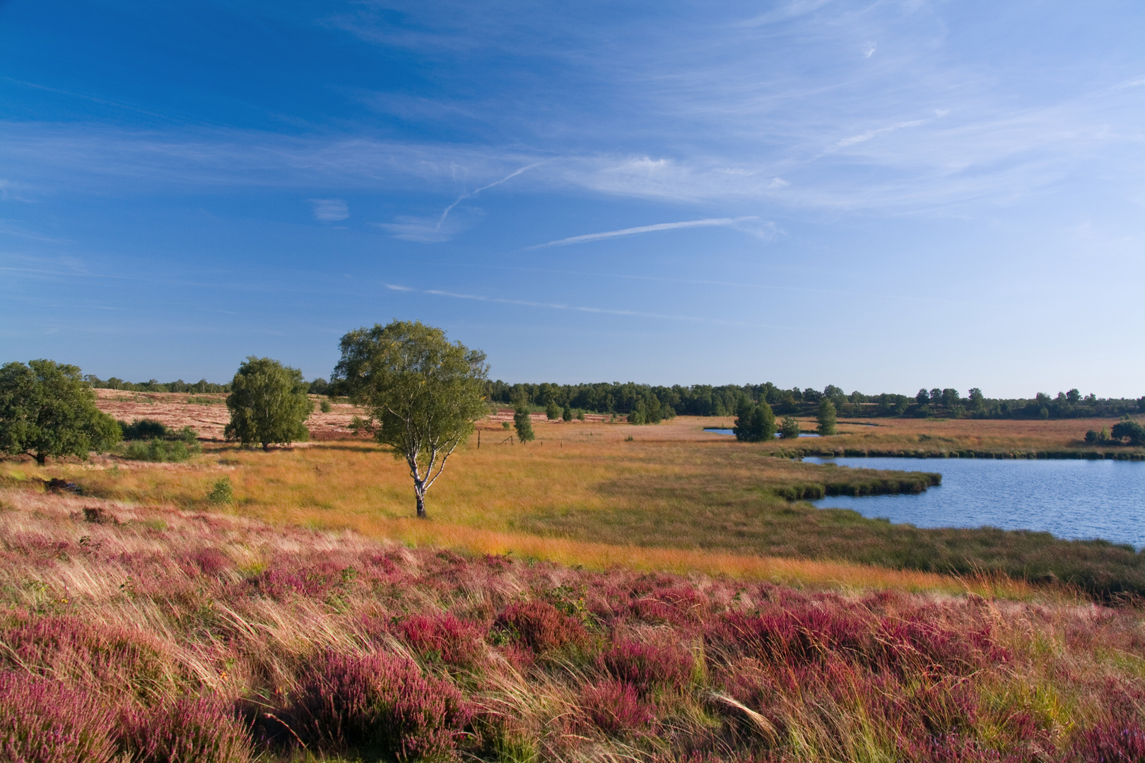 Heidelandschaft "De Hamert" bei Arcen Foto & Bild | world, heide ...