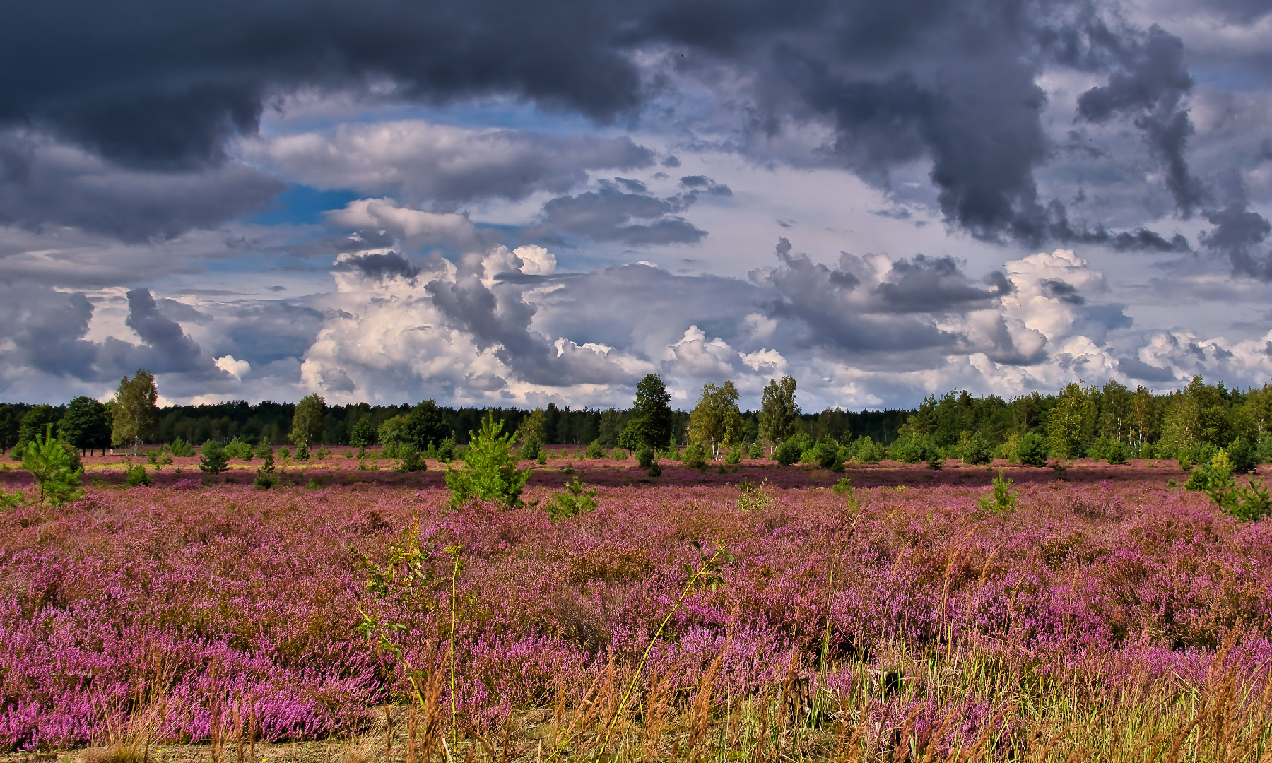Heidelandschaft Foto & Bild | fotos, wald, outdoor Bilder auf fotocommunity