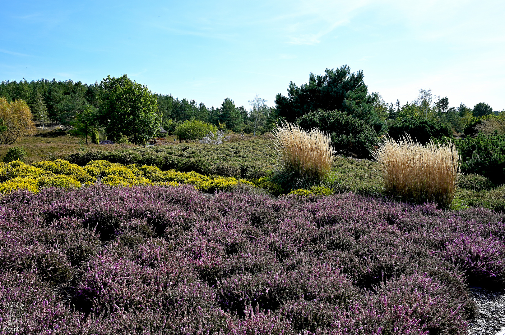 Heidelandschaft Foto & Bild | natur, herbst, landschaft Bilder auf ...
