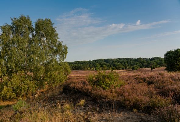 Heide Bilder & Fotos