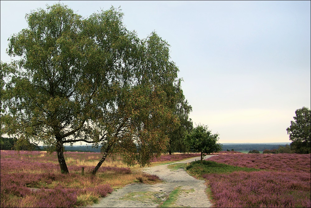 Heidelandschaft im Herbst Foto & Bild | landschaft, heide, natur Bilder ...