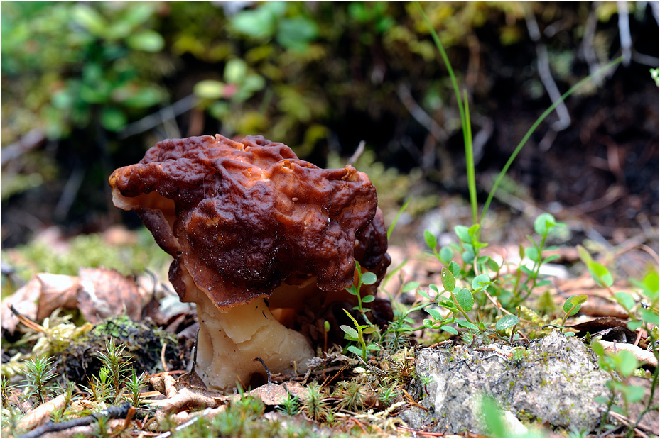 Heidelbeer-Lorchel Foto & Bild | frühling, natur, pflanzen Bilder auf ...
