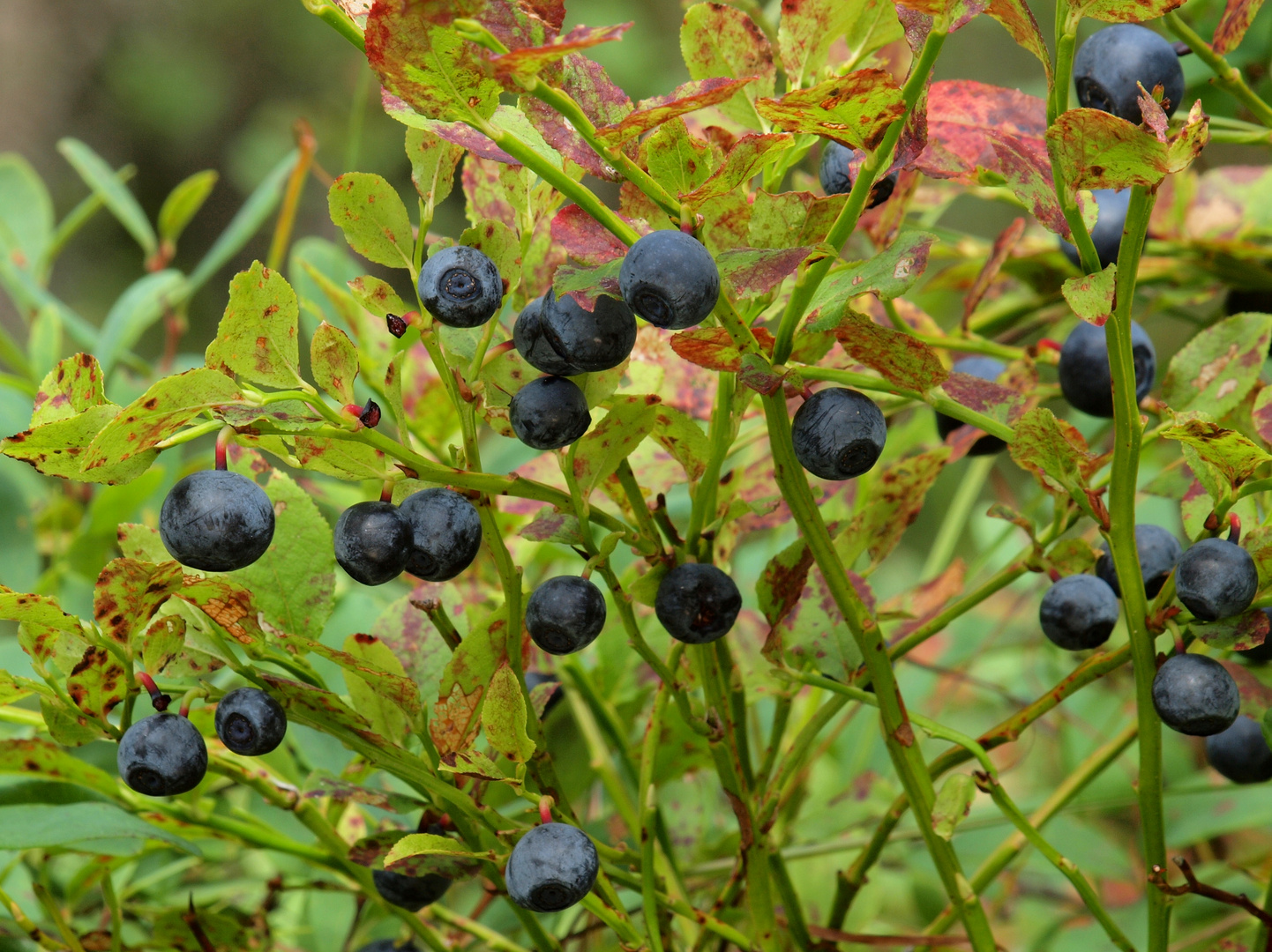 Heidelbeere (Vaccinium myrtillus) Foto & Bild | schweden, natur ...