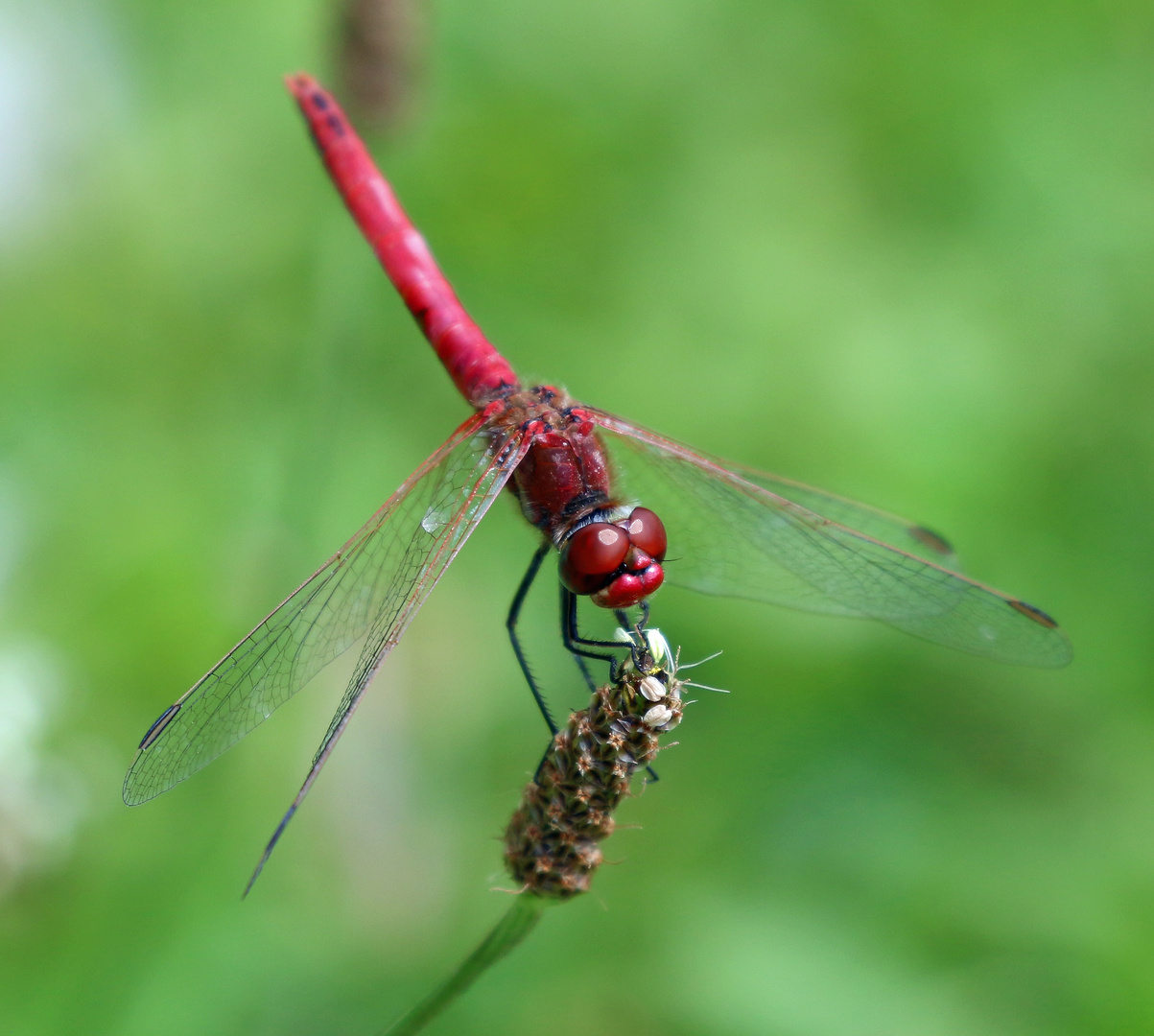 Heidelibelle Foto & Bild | tiere, wildlife, libellen Bilder auf ...
