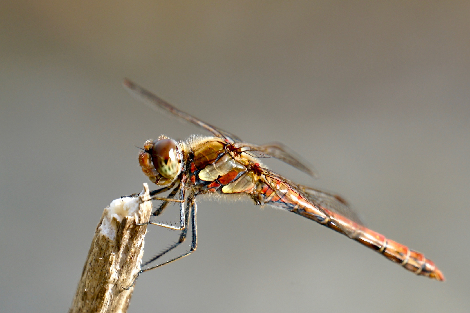 Heidelibellen.. Foto & Bild | tiere, wildlife, libellen Bilder auf ...
