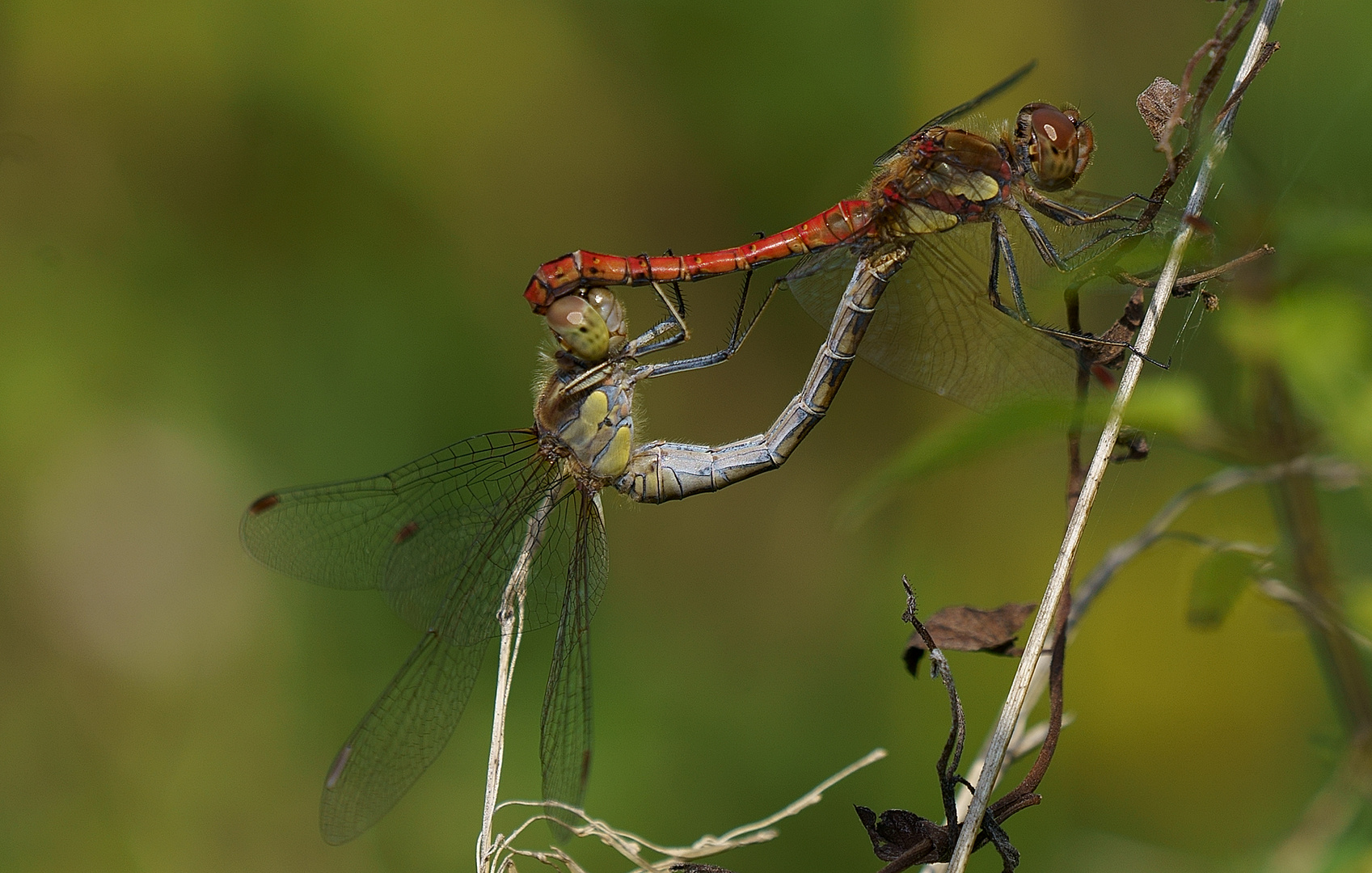 Heidelibellen Foto & Bild | tiere, wildlife, libellen Bilder auf ...