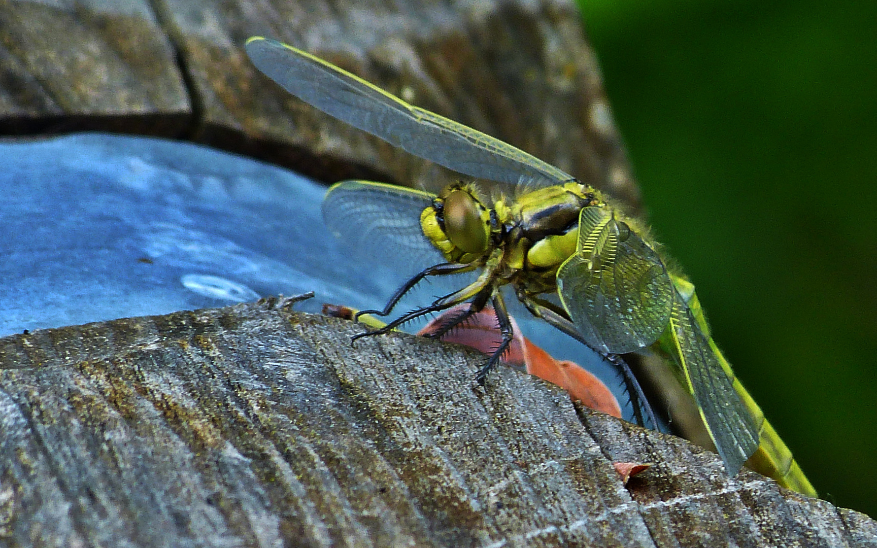 Heidelibellen 4 Foto & Bild | tiere, wildlife, libellen Bilder auf ...