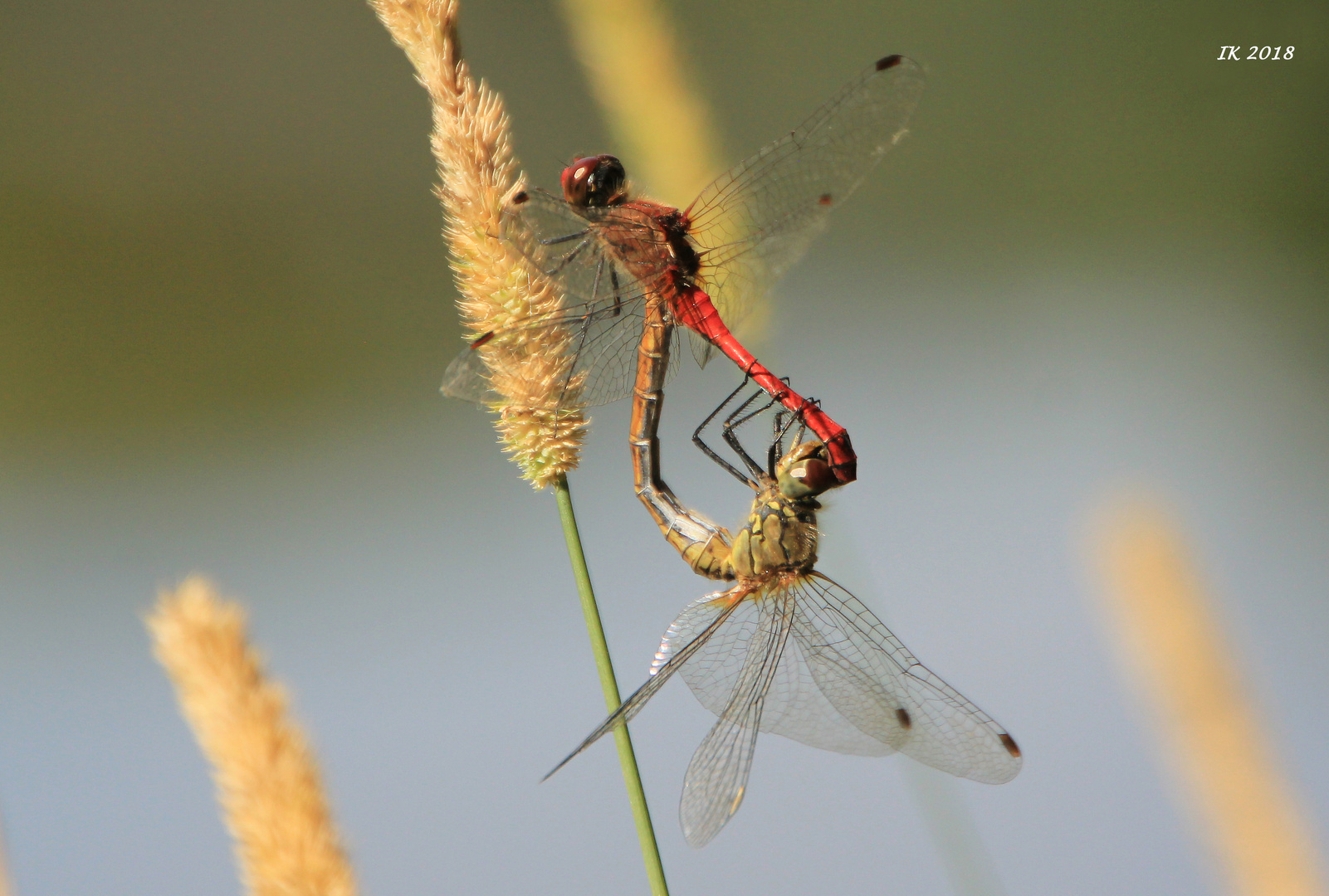 Heidelibellen..... Foto & Bild | tiere, wildlife, libellen Bilder auf ...