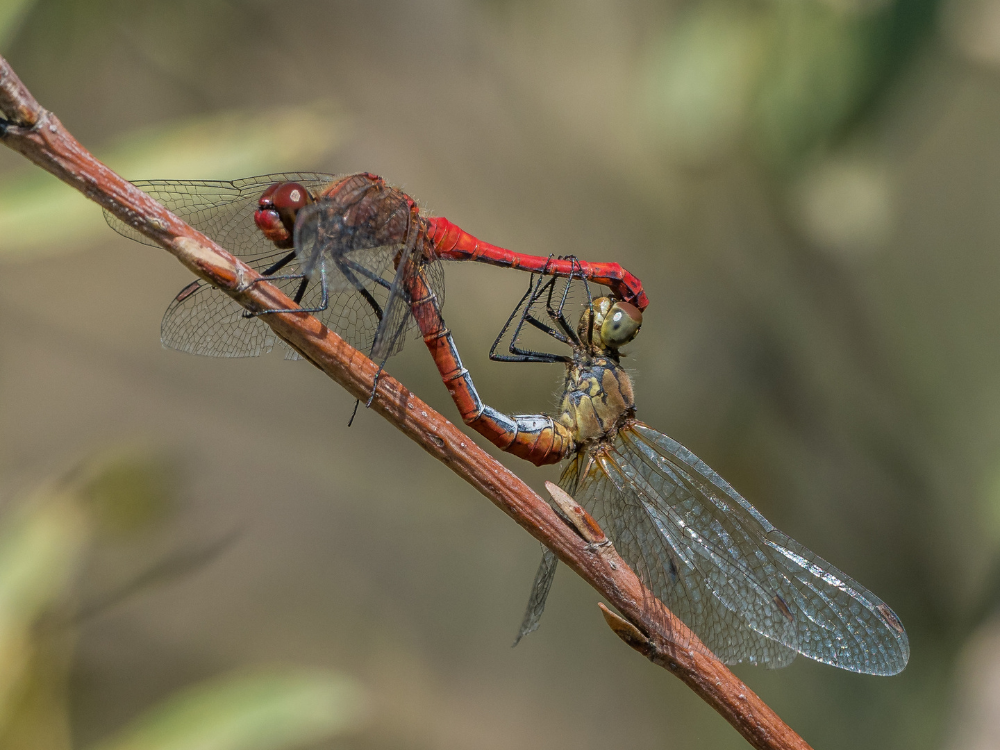 Heidelibellen Foto & Bild | tiere, wildlife, libellen Bilder auf ...