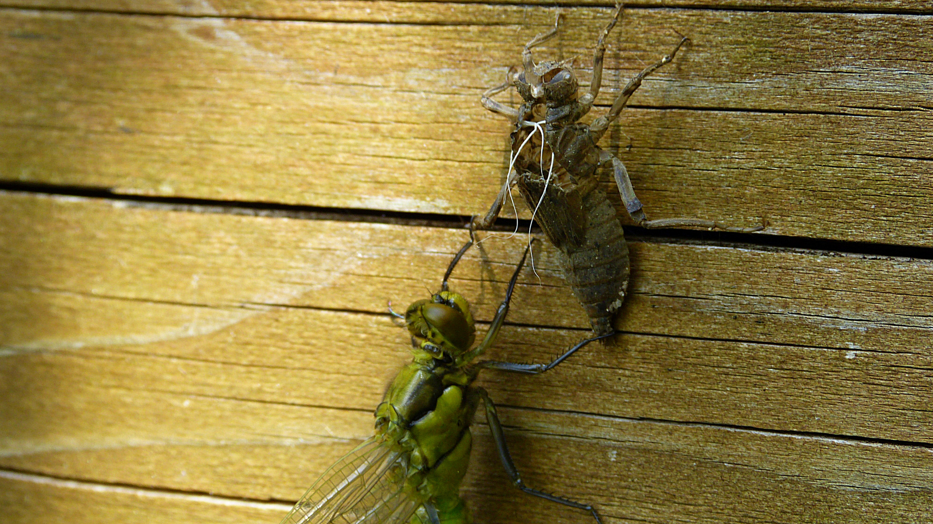 Heidelibellen 9 Foto & Bild | tiere, wildlife, libellen Bilder auf ...