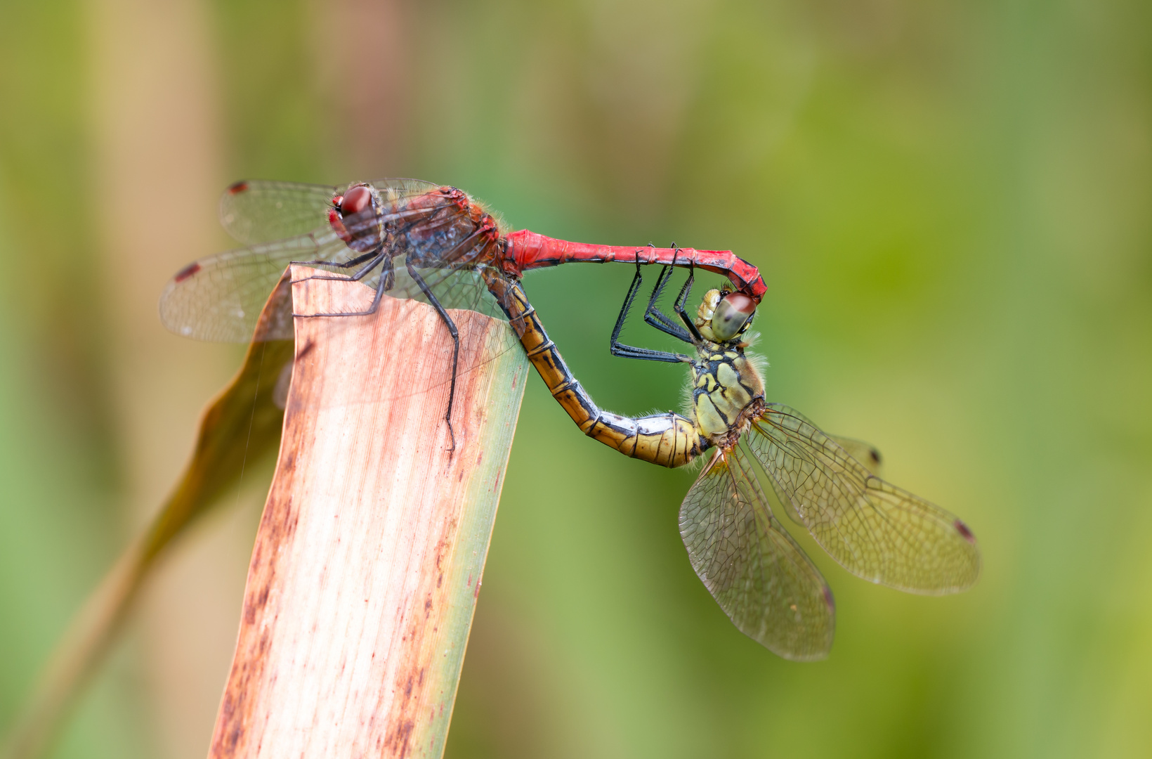Heidelibellen Foto & Bild | tiere, wildlife, libellen Bilder auf ...