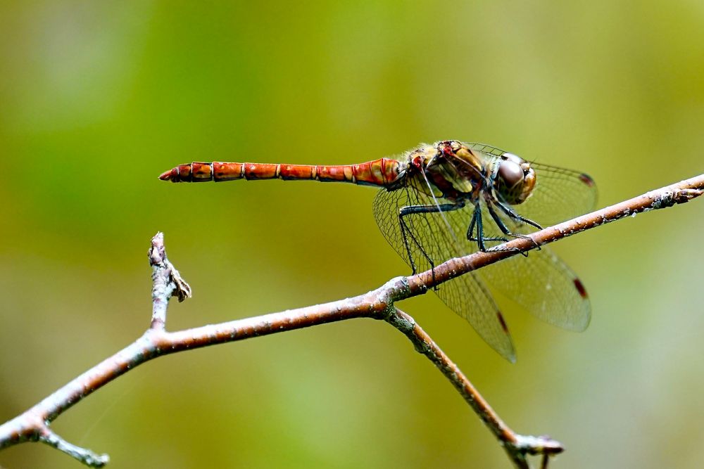 Heidelibellen Foto & Bild | tiere, wildlife, libellen Bilder auf ...