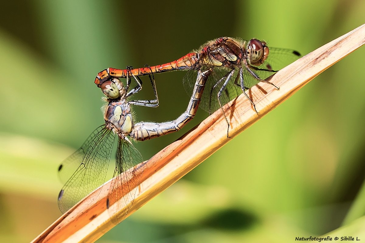 Heidelibellen bei der Paarung Foto & Bild | makro, natur, tiere Bilder ...
