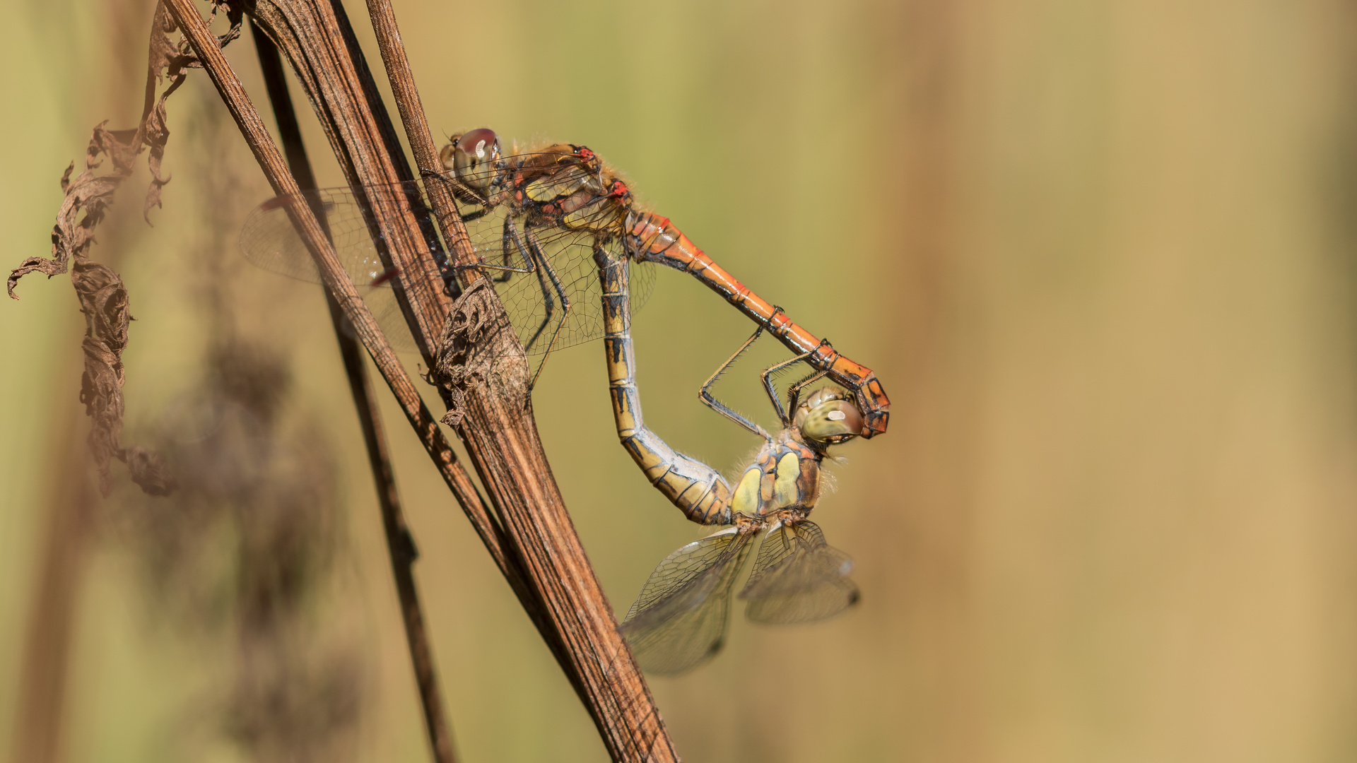 Heidelibellen Paarung Foto & Bild | tiere, wildlife, libellen Bilder ...
