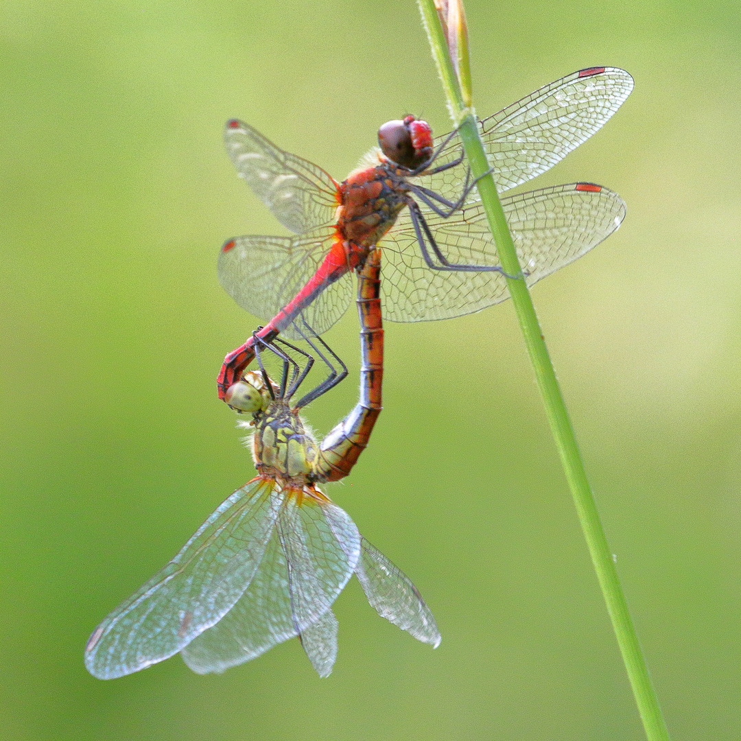 Heidelibellen-Paarung Foto & Bild | tiere, wildlife, libellen Bilder ...