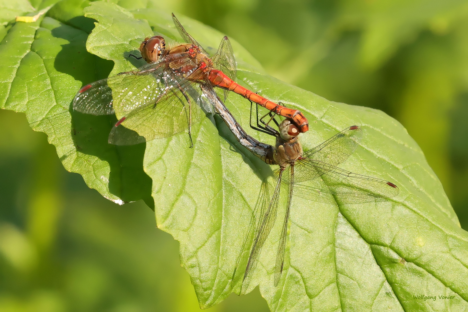 Heidelibellen während des Paarungsrades Foto & Bild | nah- & makro ...