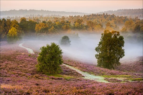 Heide Bilder & Fotos