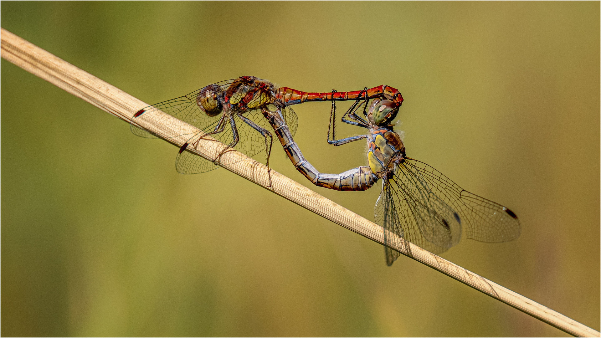 Heidi-Love Foto & Bild | tiere, wildlife, libellen Bilder auf fotocommunity