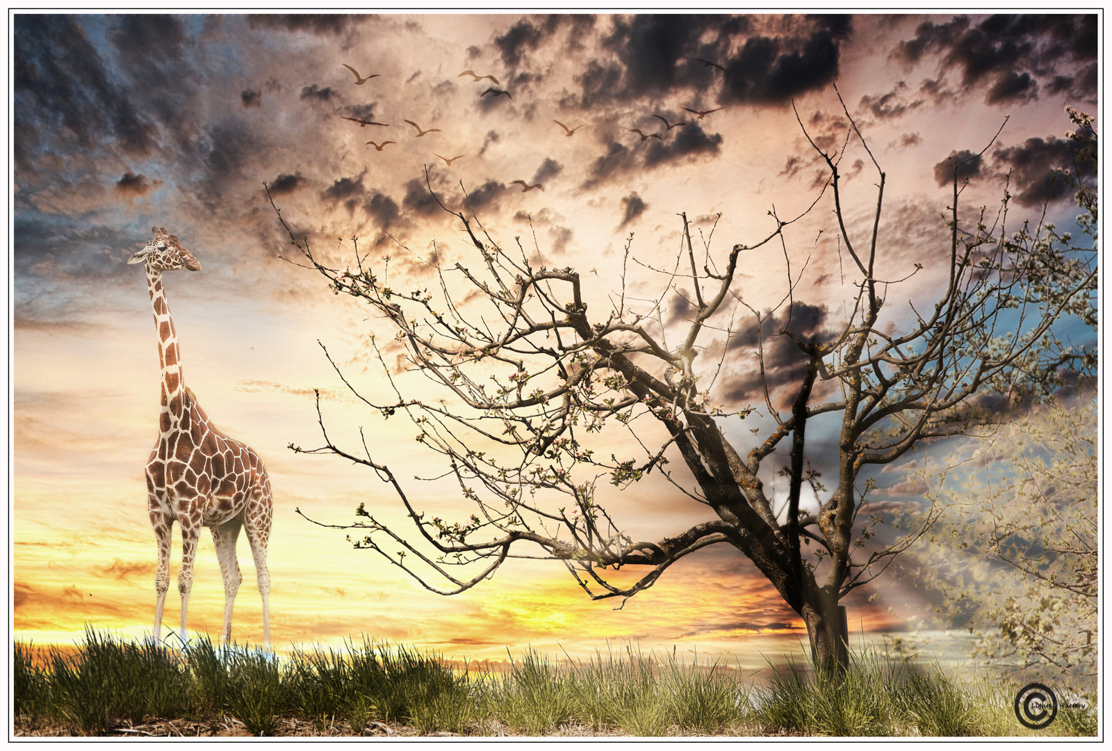 Heile Welt Foto & Bild | fotomontage, fun-montagen, composing Bilder auf fotocommunity