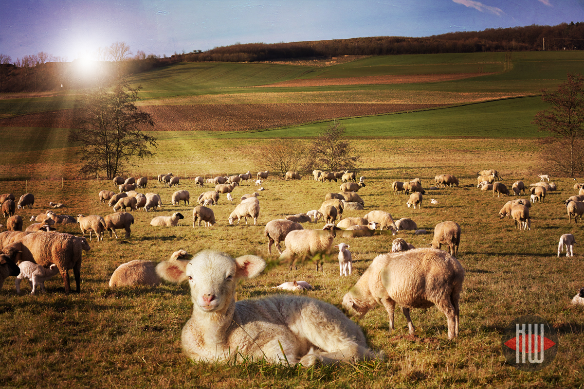 Heile Welt Foto & Bild | tiere, tierkinder, natur ... Bilder auf fotocommunity