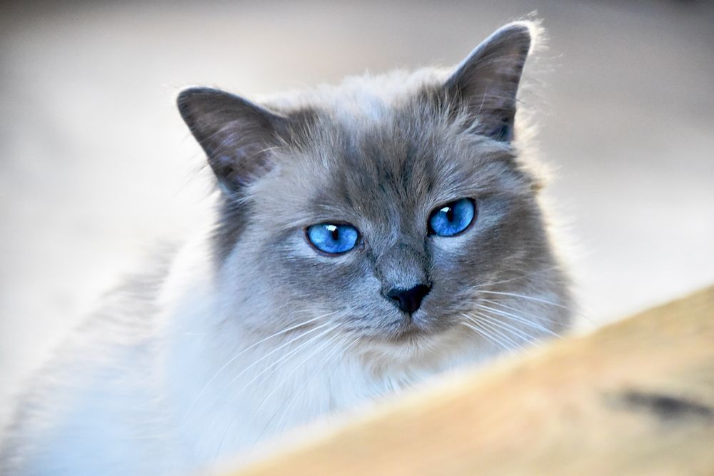 Heilige Birma Foto & Bild | tiere, birma, katze Bilder auf fotocommunity