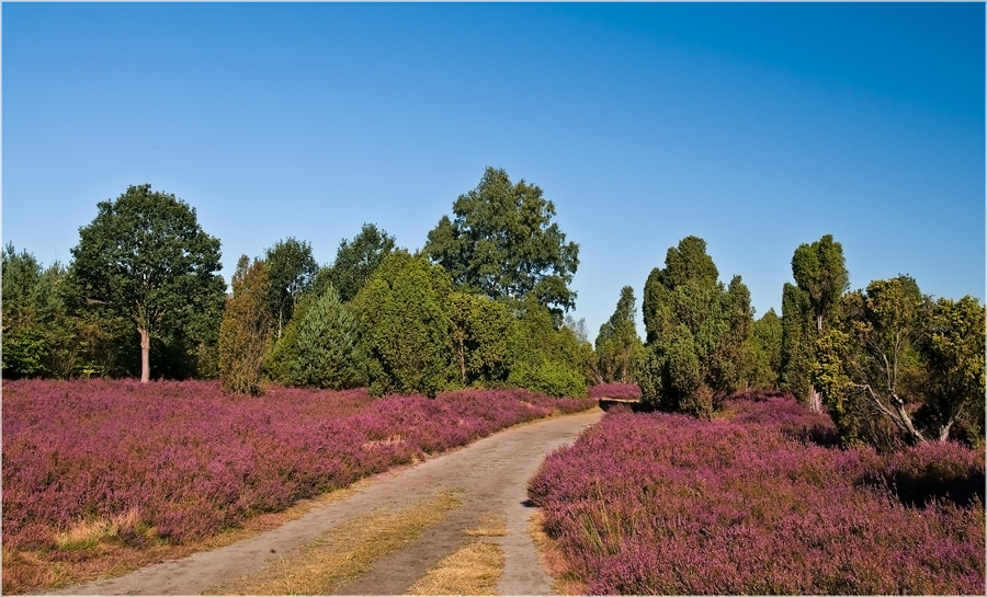 Heiliger Hain Foto & Bild | landschaft, heide, natur Bilder auf ...