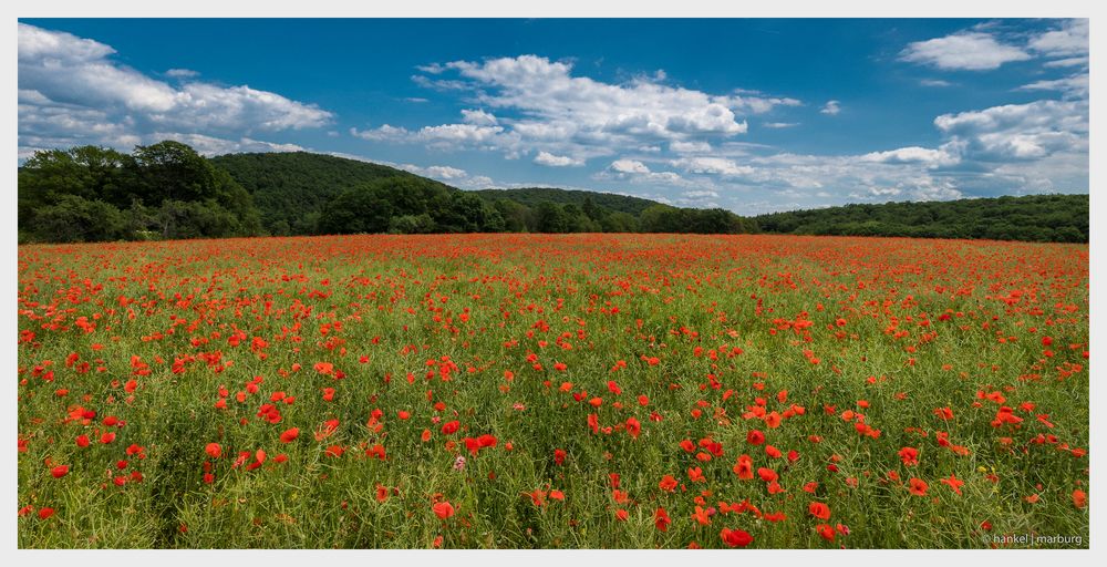Heimat II Foto & Bild | rot, mohnfeld, grün Bilder auf fotocommunity