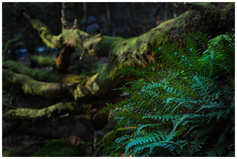 heimatlicher Urwald... Foto & Bild | landschaft, bach, fluss & see ...