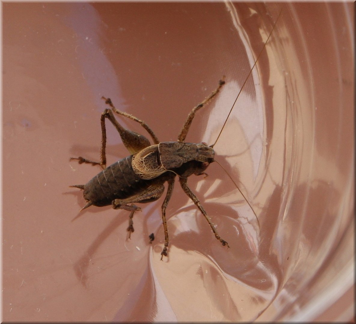 Heimchen Foto & Bild | tiere, wildlife, insekten Bilder auf fotocommunity