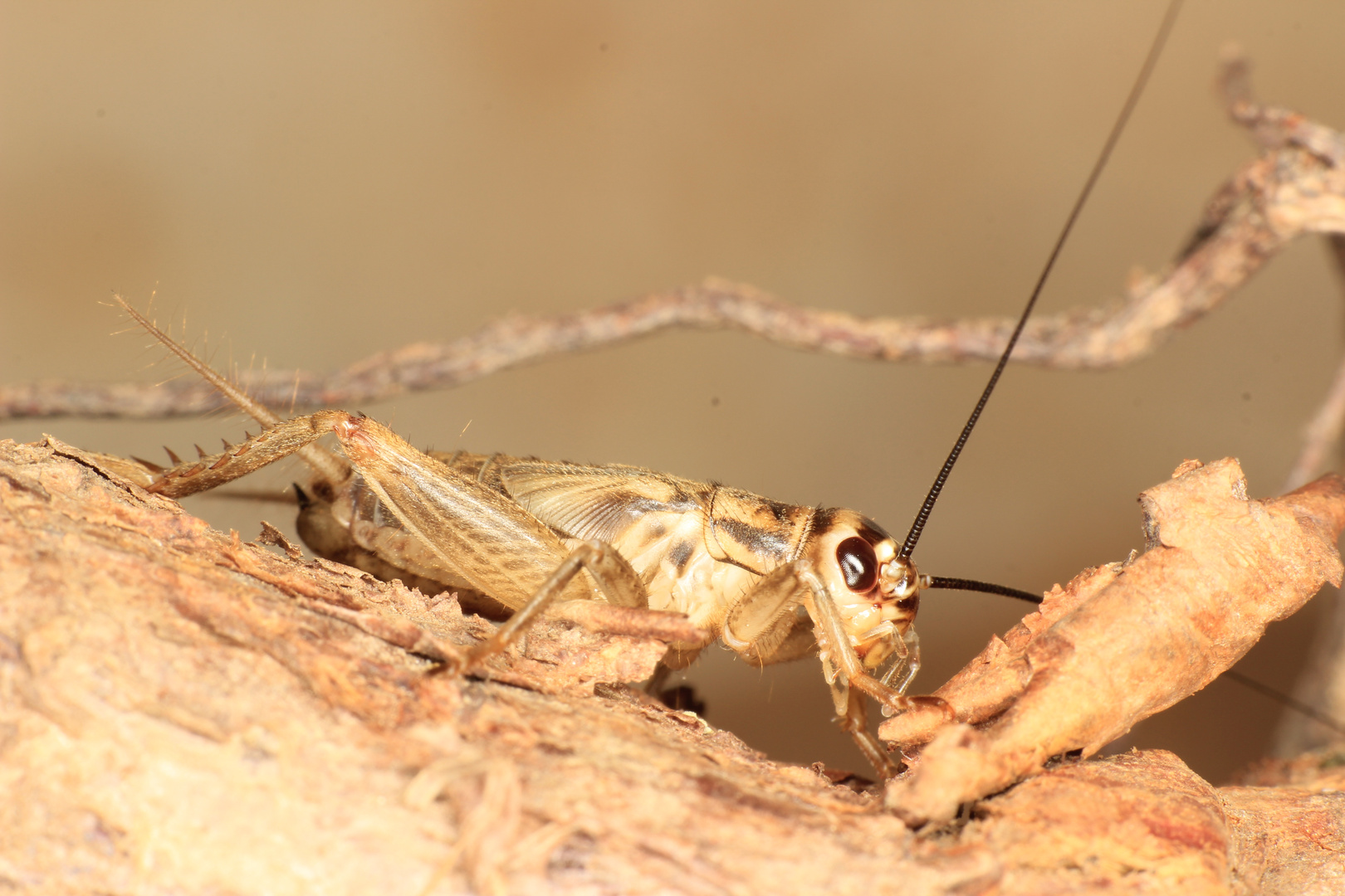 Heimchen Foto & Bild | tiere, makros, heimchen Bilder auf fotocommunity