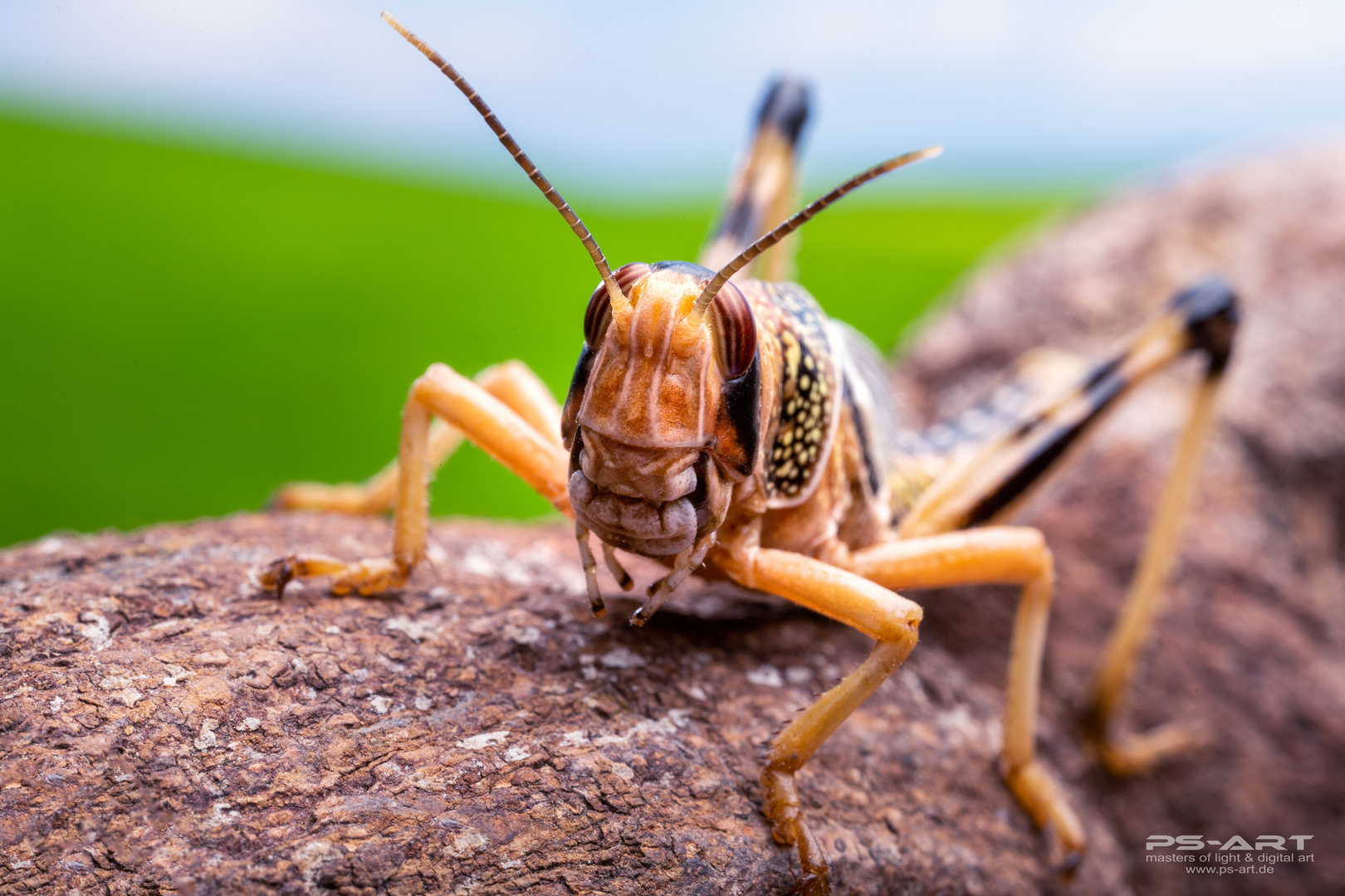 heimchen - Achetadomesticus Foto & Bild | tiere, wildlife, insekten ...