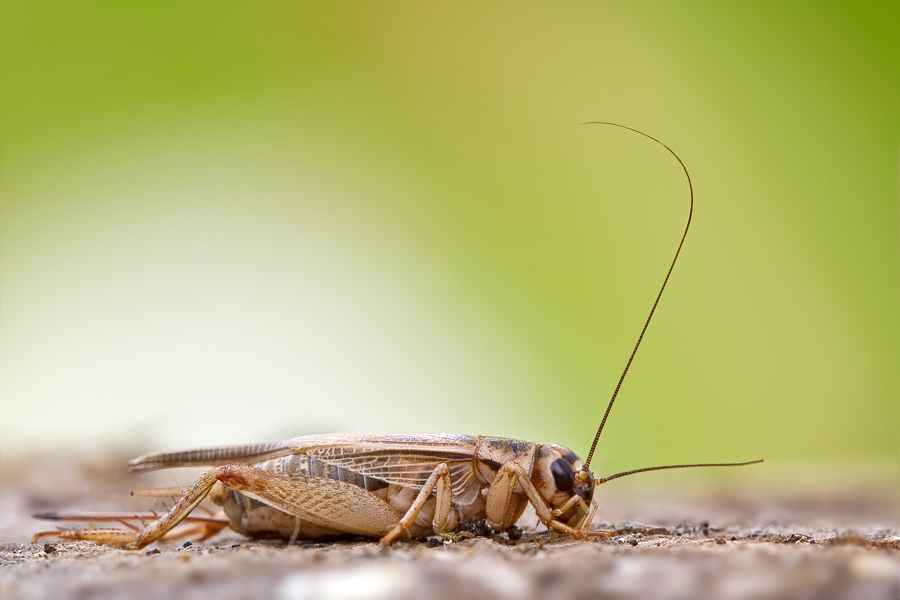 Heimchen Foto & Bild | tiere, wildlife, insekten Bilder auf fotocommunity