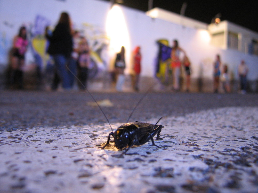 Heimchen Gran Canaria Foto & Bild | tiere, wildlife, insekten Bilder ...