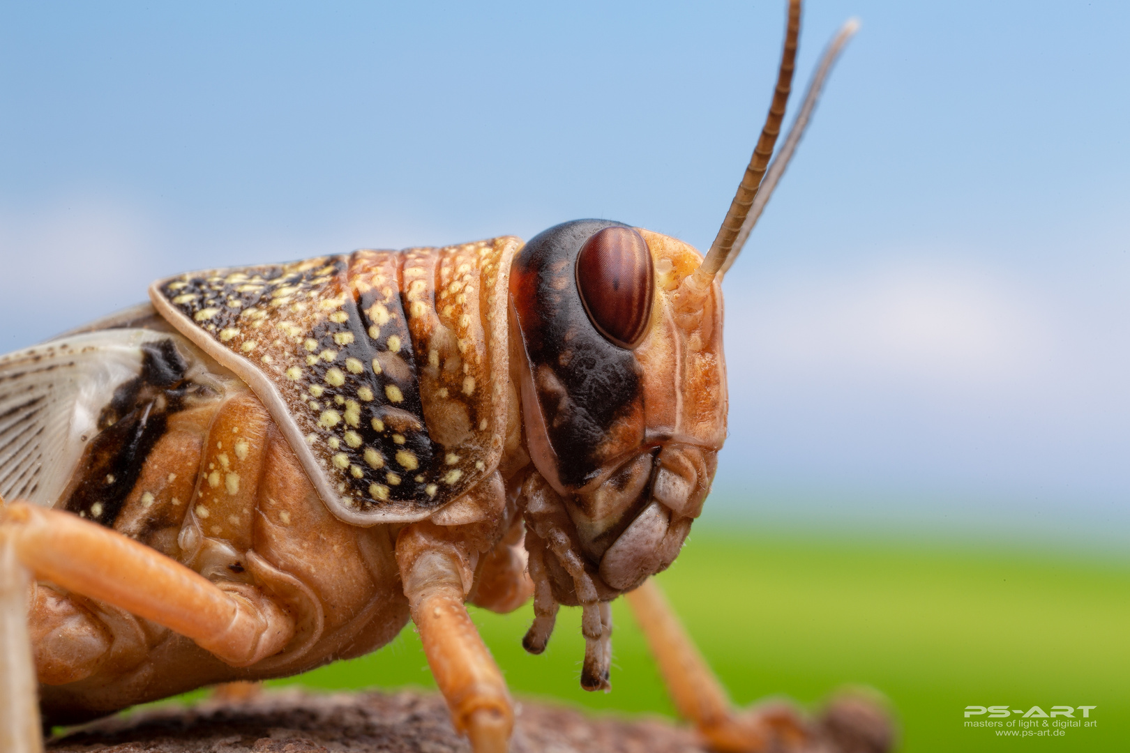 Heimchen - Grille Foto & Bild | tiere, wildlife, insekten Bilder auf ...