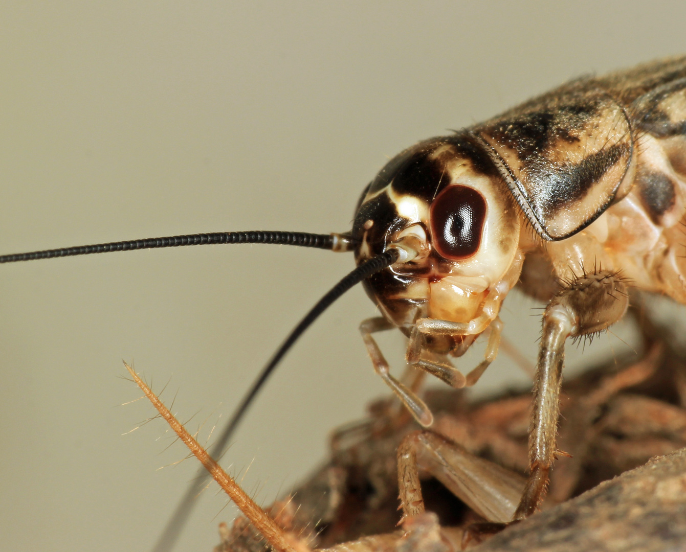 Heimchen Portrait Foto & Bild | tiere, tierdetails, makros Bilder auf ...