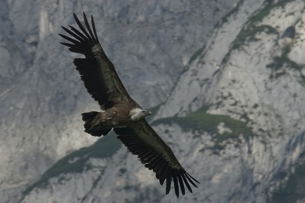 heimischer geier Foto & Bild | tiere, zoo, wildpark & falknerei, vögel ...