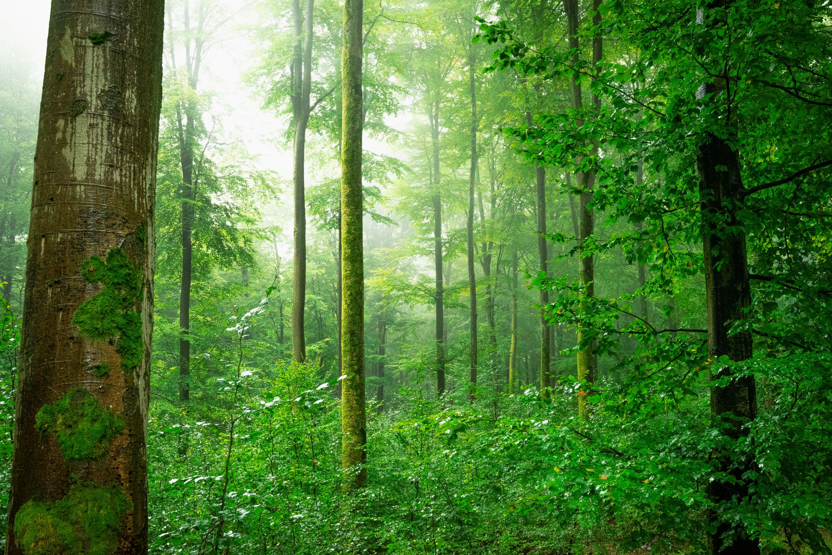 heimischer Regenwald Foto & Bild | wald, bäume, regen Bilder auf ...