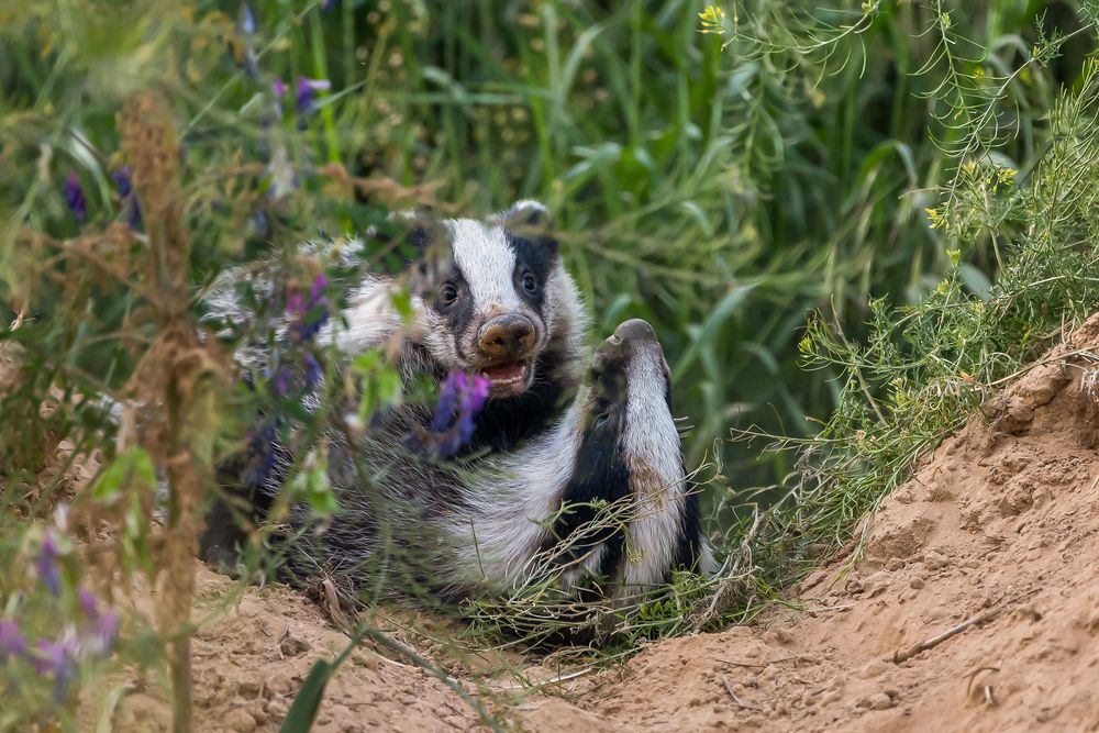 Heimlich am Dachsbau ..... Foto & Bild | tiere, wildlife, säugetiere ...