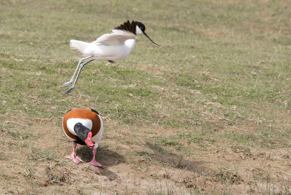 Hein duck dich Foto & Bild | deutschland, europe, schleswig- holstein ...