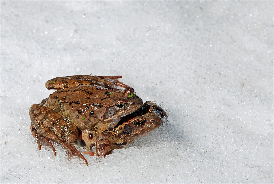 heiße Leidenschaft in kühler Umgebung Foto & Bild | natur, hochzeit ...