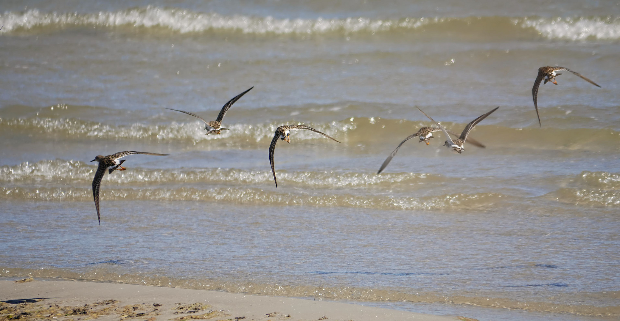 hej då Foto & Bild | schweden, natur, tiere Bilder auf fotocommunity