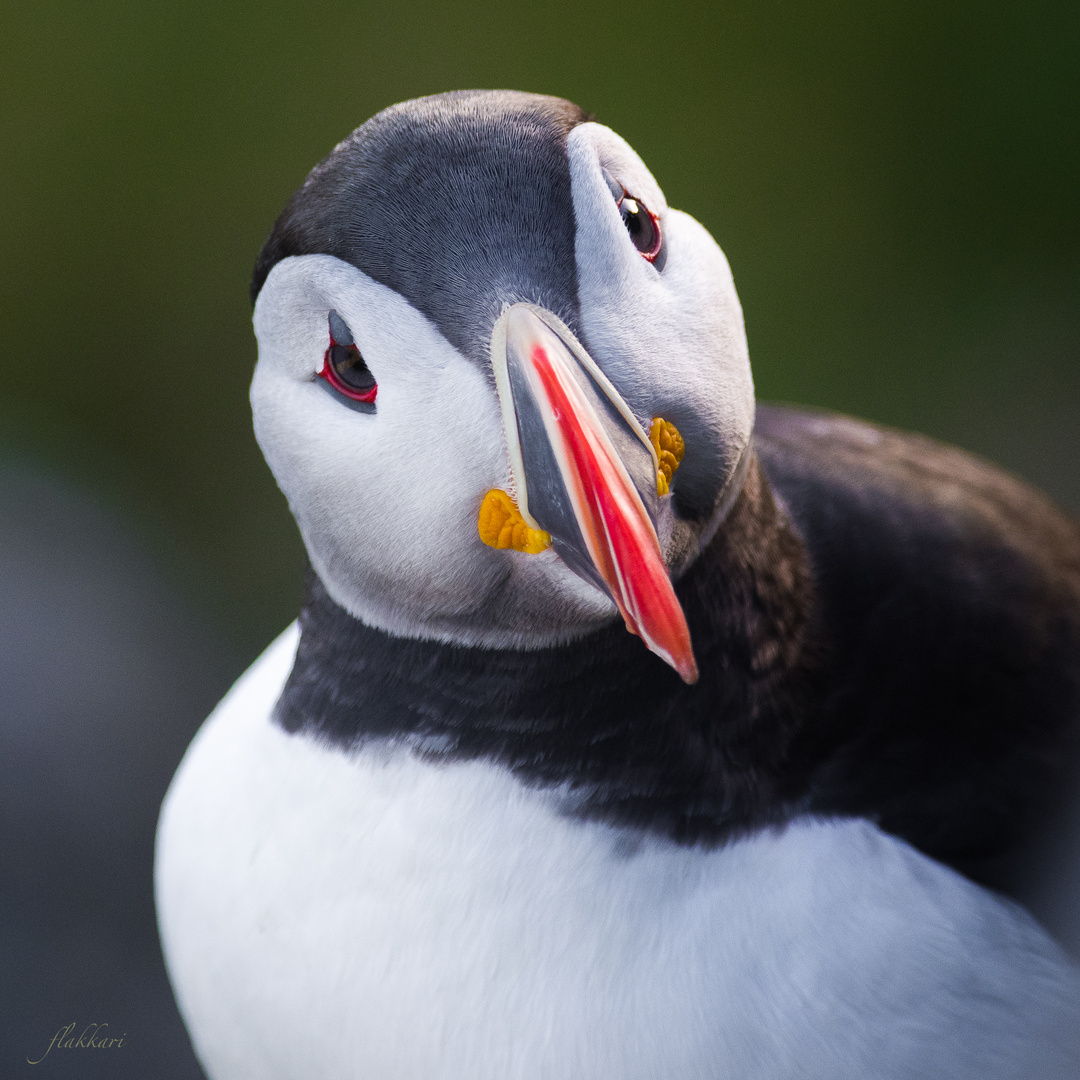 Hejhej! Foto & Bild | outdoor, natur, vögel Bilder auf fotocommunity